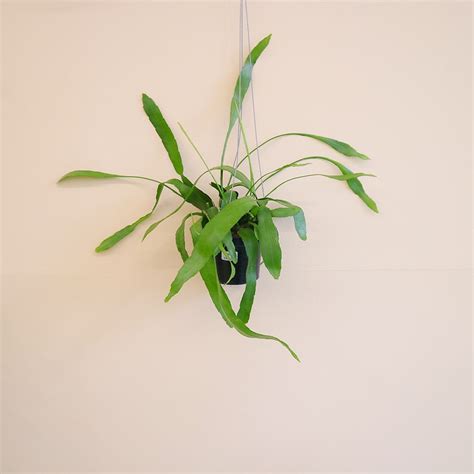 식물 립살리스 부사완 로터스 에어플랜트 플랜테리어 오늘의집 쇼핑