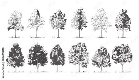 Vector Illustration Group Of Trees Line Drawing Side View Set Of Graphics Trees Elements