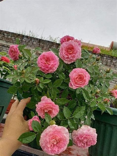 8個養花習慣，中了5個就是養花大神，你符合幾條？ 每日頭條