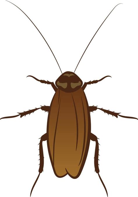 Cockroach Top View 2d Illustration 11505562 Vector Art At Vecteezy