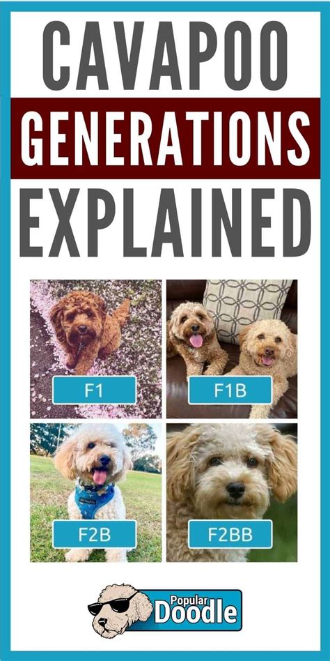 Confused About Cavapoo Generations Youre Not Alone Learn All About Generations Of Cavoodles
