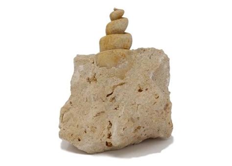 Fossil Cerithium Shell Antique Shops Product By Sea Shells And Coral