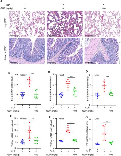 Gup Alleviated Clp Through Regulating Cgas Sting Signaling Pathway A Download Scientific