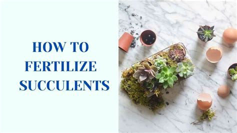 Ruby Necklace Plant Guide With Pictures Succulents Network