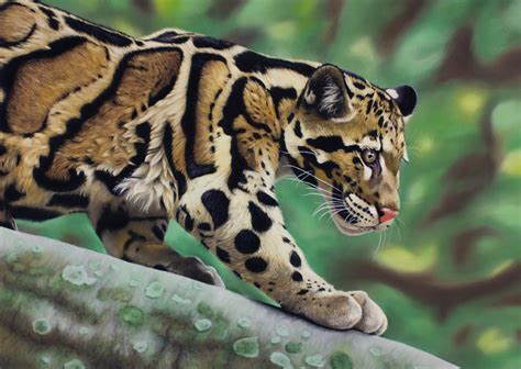 Clouded Leopard By Happy5art On Deviantart