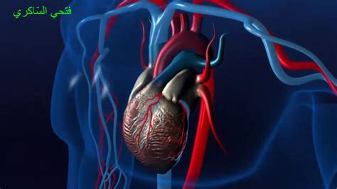 إيقاظ علمي الجهاز الدّوري الدّورة الدّمويّة الكبرى والدّورة