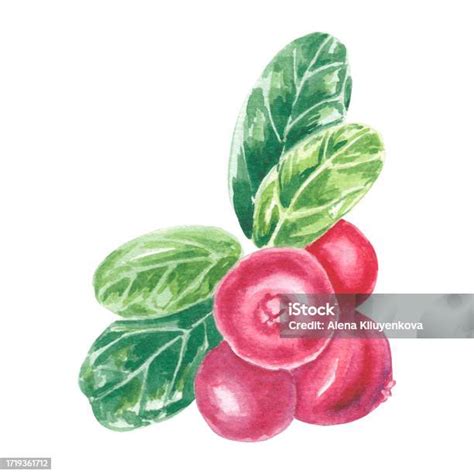 수채화 크랜베리 콘베리 링곤베리는 흰색 배경에 분리된 그림을 남긴다 로고 메뉴 포스터 패턴에 대한 가을 과일 디자인을 위한 예술 건강한 식생활 가을에 대한 스톡 벡터 아트