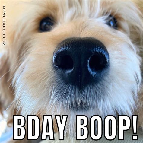Birthday Dog Meme