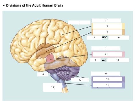 Divisions Of Adult Brain Diagram Quizlet
