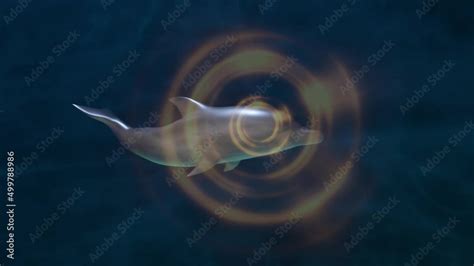 Dolphin Emitting Sonar Echolocation Signals Cetacean Sends Signals Sound Waves Through