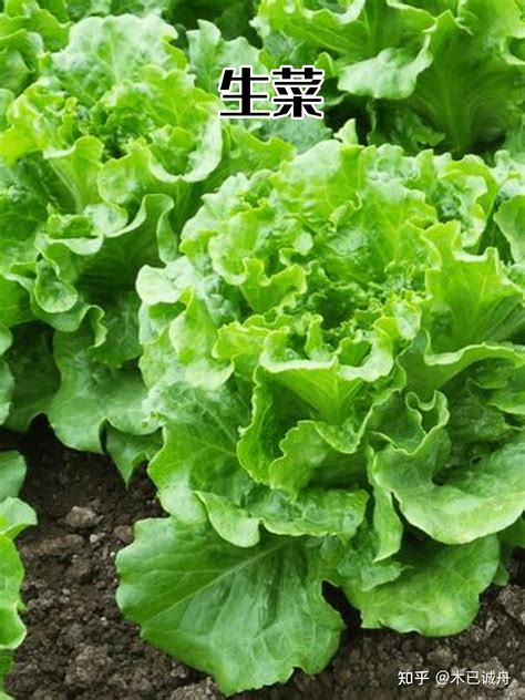 莴苣家族莴苣莴笋生菜油麦菜包生菜 知乎