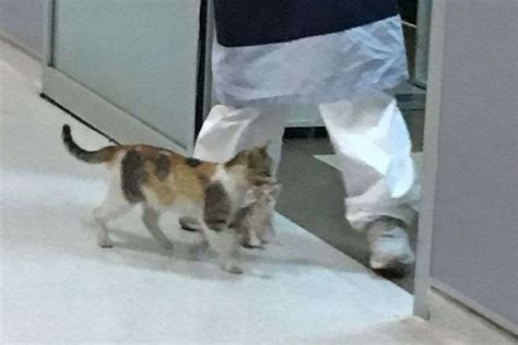 სტამბოლში კატამ საავადმყოფოში თავისი კნუტი მიიყვანა Nostal Ge