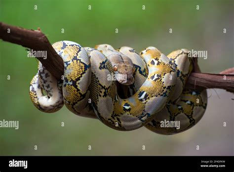 Reticulated Python Climbing A Tree At Lara Kirby Blog