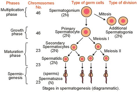What Is Spermatogenesis Briefly Describe The Process Of Spermatogenesis