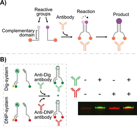 Synthetic Antigen Conjugated Dna Systems For Antibody Detection And Characterization Acs Sensors