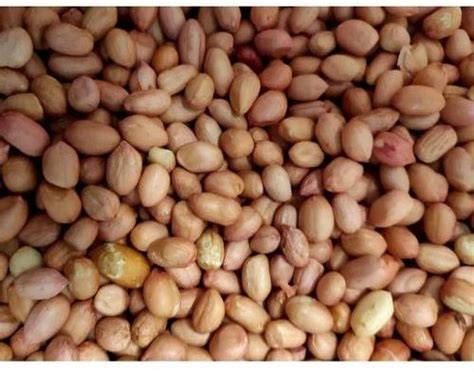 Brownish Raw 8090 Java Groundnut Kernel For Butter Cooking Use