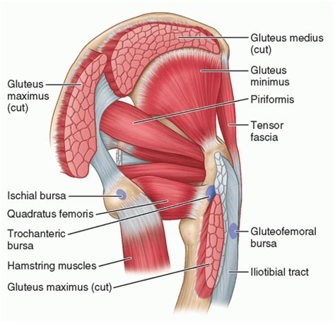 Ultrasound Guided Injection Technique For Iliopsoas Bursitis Pain