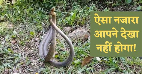 Video See The Craze Of Snakes For Sex Two Males Fight In The Love Affair Newsgossip