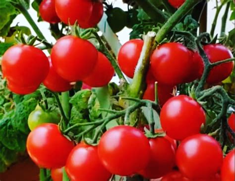 Tiny Tim Tomatoes Dwarf Cherry Tomato Plant Seeds Canada