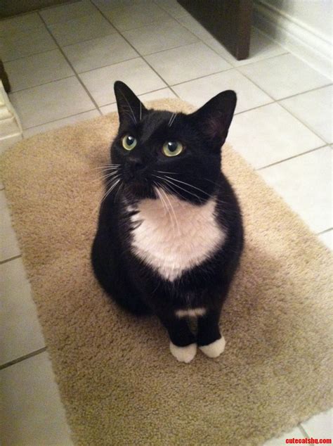 This Is Kitty Foreman She Likes To Visit Me While Im On The Toilet Cute Cats Hq Pictures