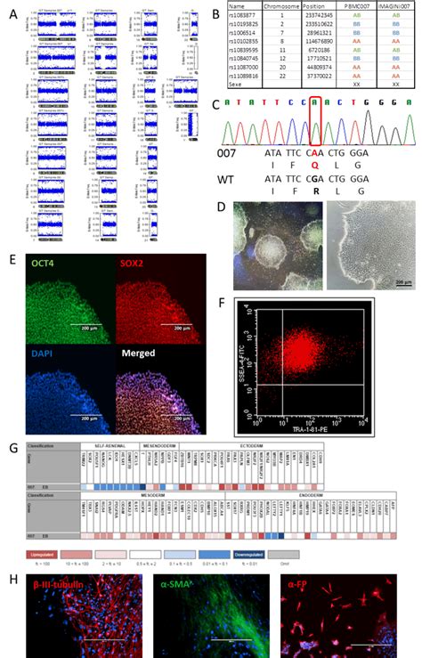 A Imagine007 27 P11 Genomic Snp Array Analysis Showing A Normal Female