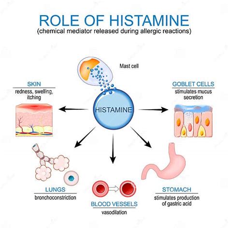Histamine Mast Cells And Immune Response On Allergic Reaction Stock