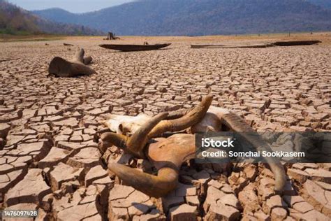 태국의 가뭄 토지 질감 지구에 물의 글로벌 부족 지구 온난화 및 온실 효과 개념 0명에 대한 스톡 사진 및 기타 이미지 0명 가뭄 거친 Istock