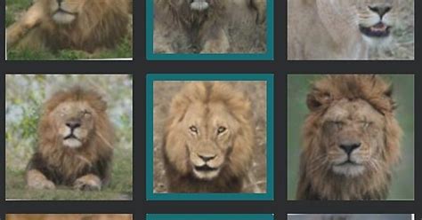 Id Do This Captcha All Day Lions With Their Eyes Closed Is My New Favorite Thing Album On Imgur