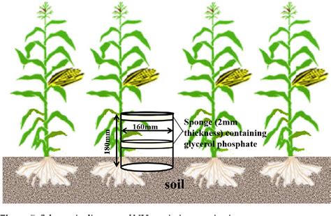 Figure 1 From The Combined Use Of Liquid Fertilizer And Urease