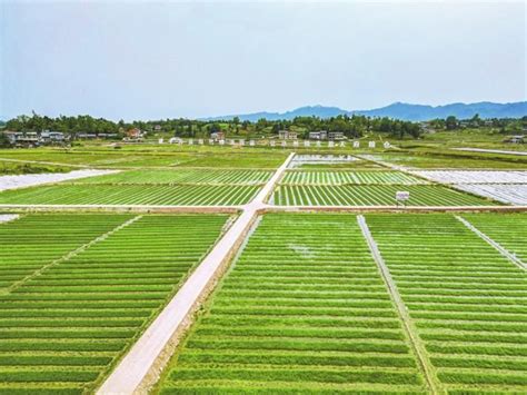 让达州粮充盈“天府粮仓” 达川有“粮”方新浪四川新浪网