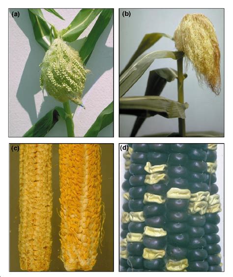 Phenotypes Of Inflorescence Sex Determination Mutants Of Maize Both Download Scientific