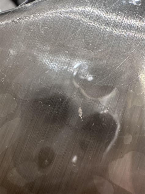 Tiny Larvae Found Worming Rwhatisthisbug