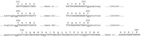 Sequence Of A Genomic Clone That Contains The Region That Encodes The