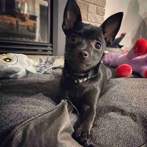 25 Rare Chihuahua Colors Which Type Is Right For You