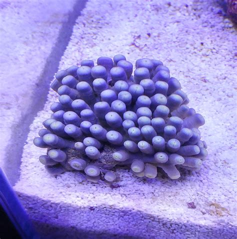 Zoas And Gsp Not Opening Beginners Discussion Nano Reef Community