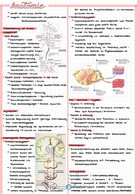 Anatomie Und Physiologie Zusammenfassung ÄaÄÄääÄÄ Definition Anatomie Lehre Vom Bau Der
