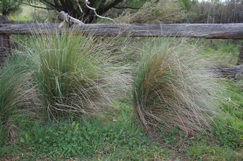 Australian Native Grasses List Identification Guide Ultimate Backyard