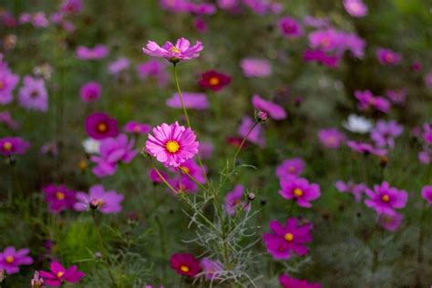 8 Trees With Red Flowers To Grow In Australia Ultimate Backyard