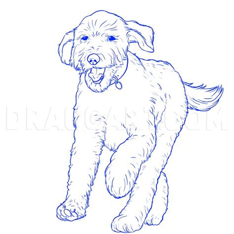 How To Draw A Labradoodle Step By Step Drawing Guide Labradoodle