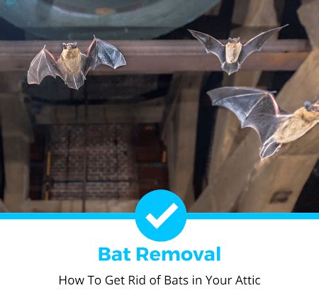 How To Get Rid Of Opossums In Your Attic Today S Homeowner