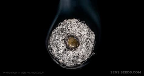 Hash Holes Where Weed Meets Hash Sensi Seeds