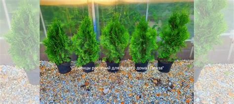 Туя Смарагд 70см / шаровидная Даника / Кустарники купить в Пензе ...