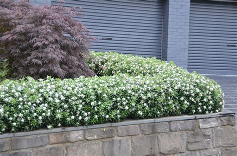 Hedge Experiments With Daphne And Leptospermum Gardendrum