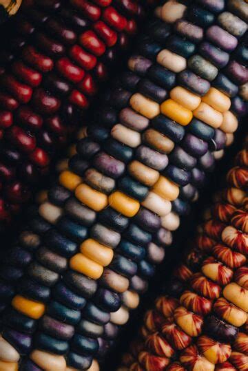 How To Grow Corn In A Raised Bed {maximum Yields}