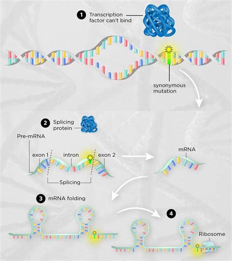 Genscript On Linkedin Mutation Genemutation Protein Dnasequence