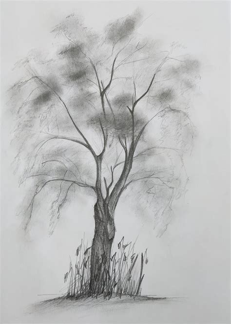 Fine Art Tree Pencil Drawing Handmade Original Sketch Realistic Nature Scene Perfect For Wall