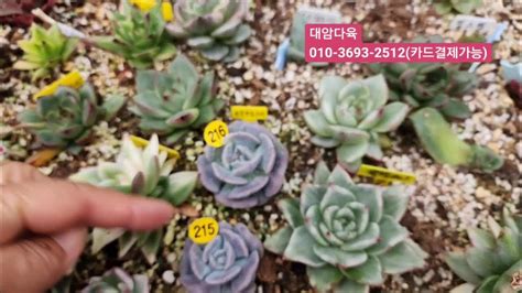 4월 29일 ♡대암다육♡ 엘림다육 라이브 Youtube