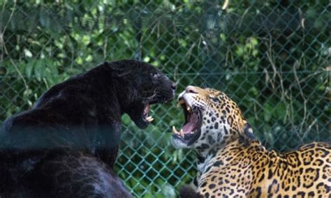 Cameras Spotted Black Panther In Costa Rica