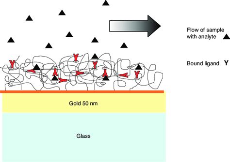 3 Schematic Representation Of Direct Detection The Analyte Is Captured
