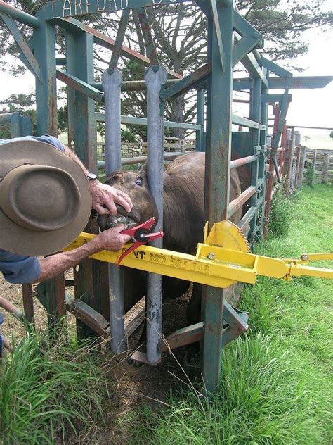 Cattle Age Determination Alchetron The Free Social Encyclopedia